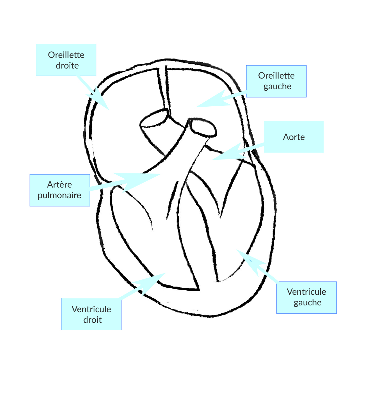 Insuffisance cardiaque - Centre Cœur et Santé